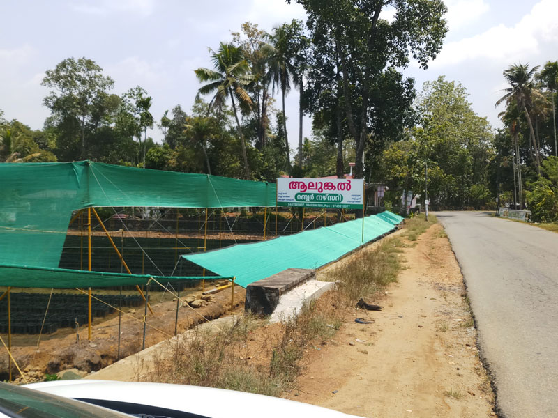Rubber plant nursery in Kerala | Alumgal rubber nursery, Kerala